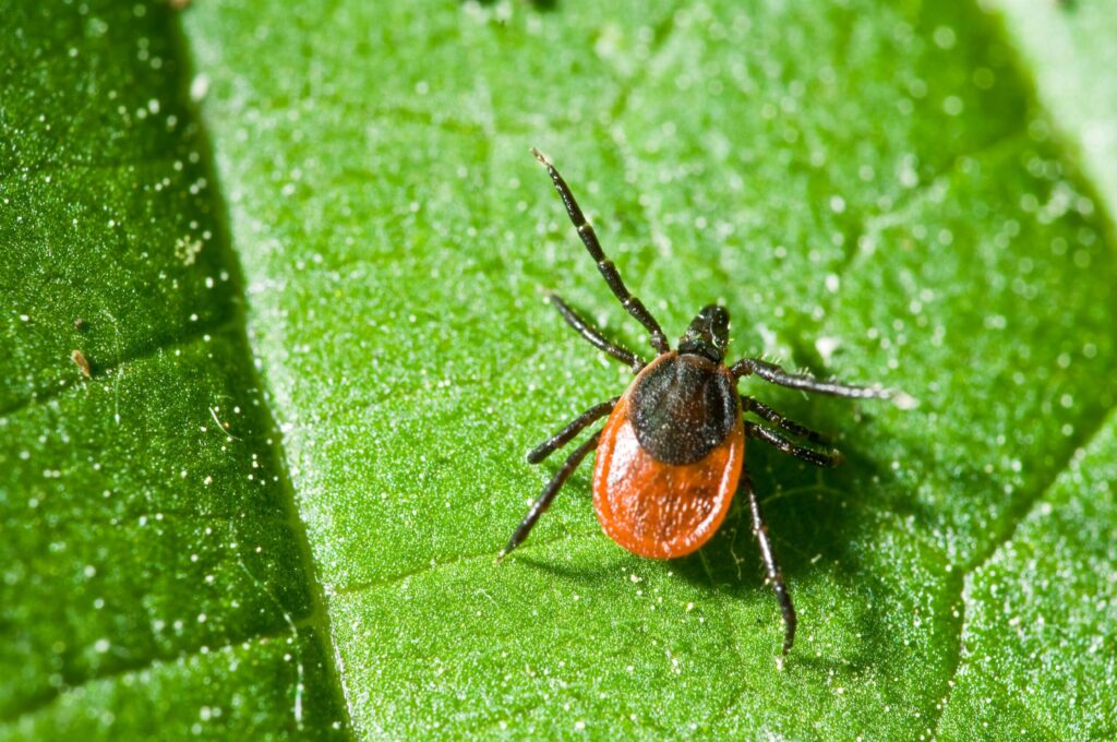 The Silent Role of Chronic Infections (Lyme, EBV, parasites) – HEALTH ...